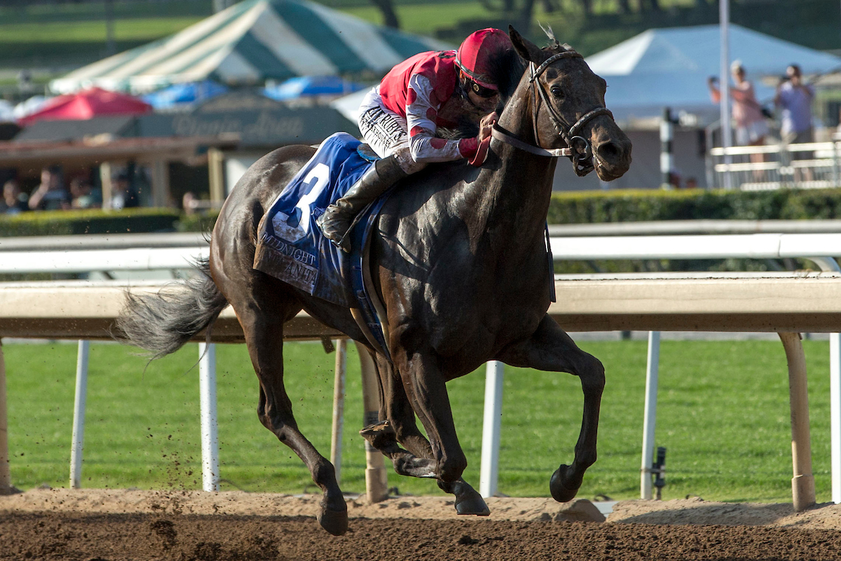 Midnight Bisou Looks to Continue Dominance in Ogden Phipps
