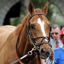 Wise Dan Faces Stiff Shadwell Turf Mile Test