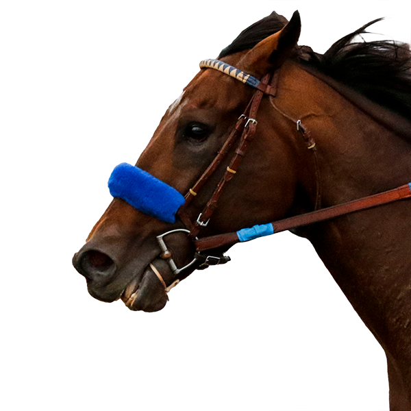 Horse Avatar 4