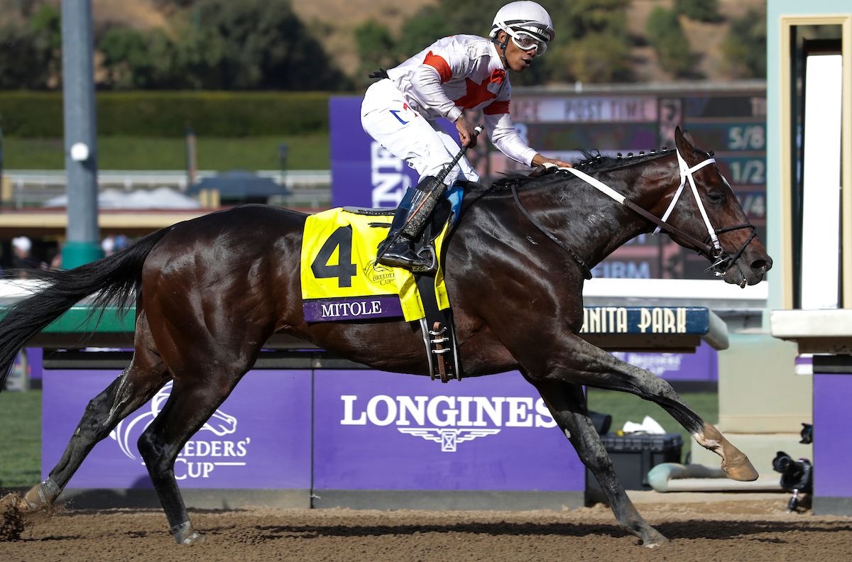 Sprint Winner Mitole Starts Life as a Stallion