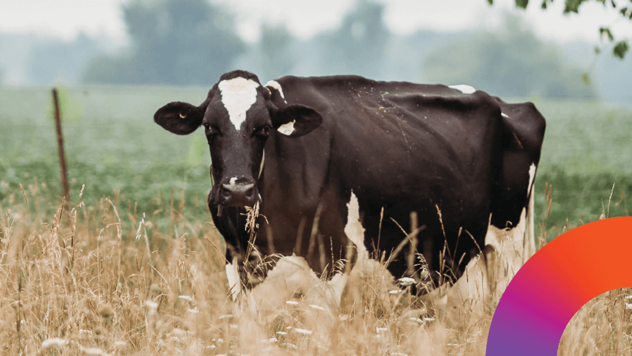 Cloud Migration and Digital Workplace Services | Softchoice