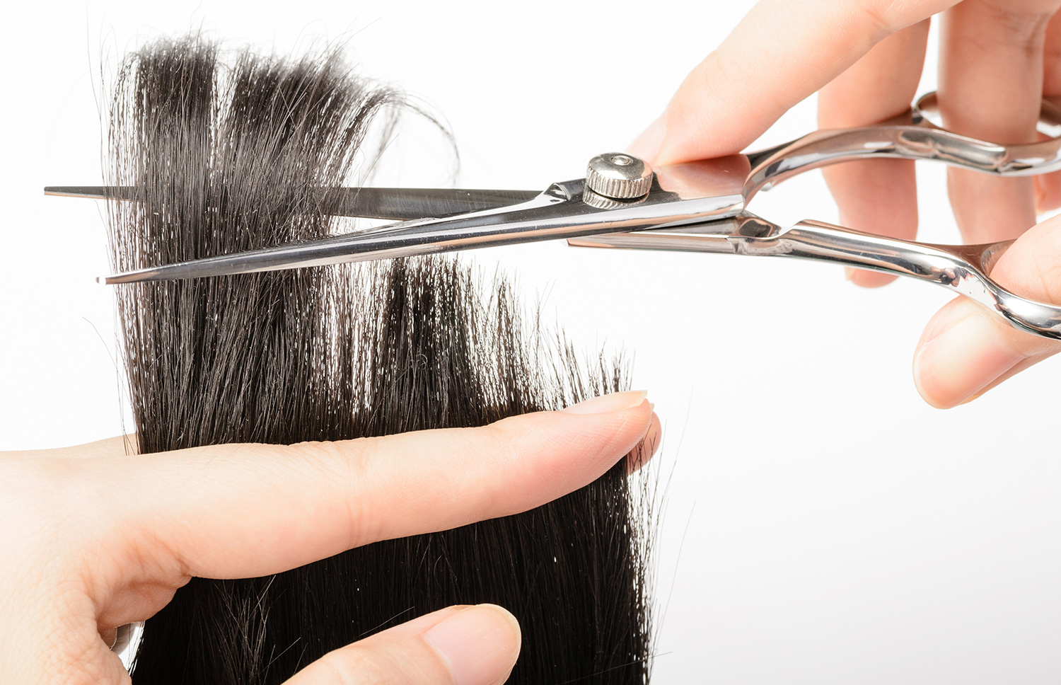 The LOHAS | Pure Cut