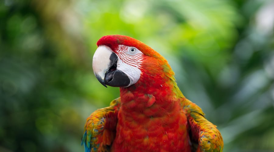 130 Birds In Spanish A Fun Fascinating And Feathery Guide 130 Birds In Spanish A Fun Fascinating And Feathery Guide