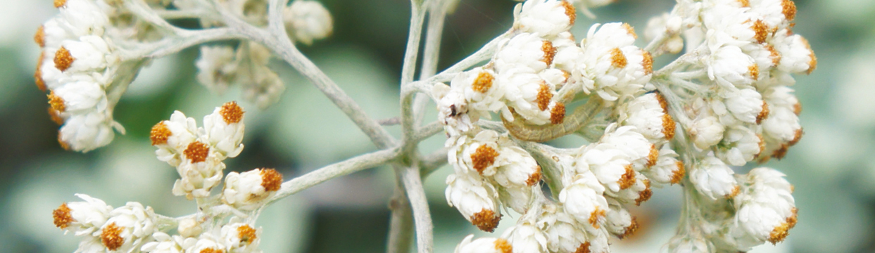 Adrenal and Stress Support Education Guide | BioCeuticals