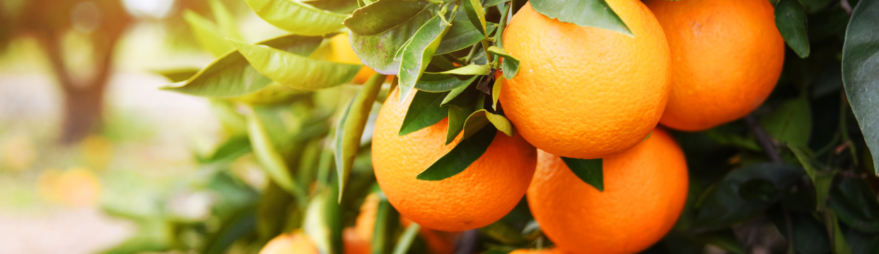 Vitamin C: Optimal Therapeutic Benefits | BioCeuticals