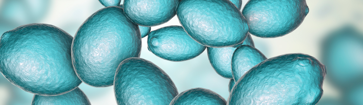 Gastro Health with Saccharomyces Boulardii | BioCeuticals