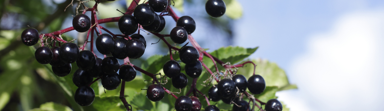 Echinacea & Elderberry for Cold, Flu & Immunity - BioCeuticals