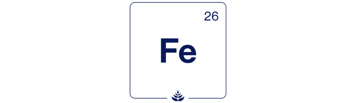 The Intricacies of Iron Deficiency | BioCeuticals