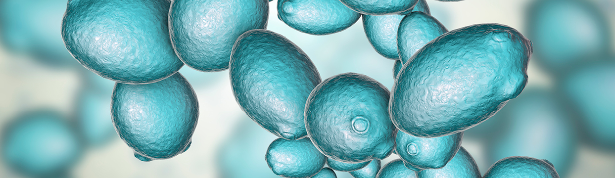 Guide to Saccharomyces Boulardii & Gut Health | BioCeuticals