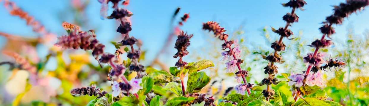 The Story of Holy Basil and its Benefits | BioCeuticals