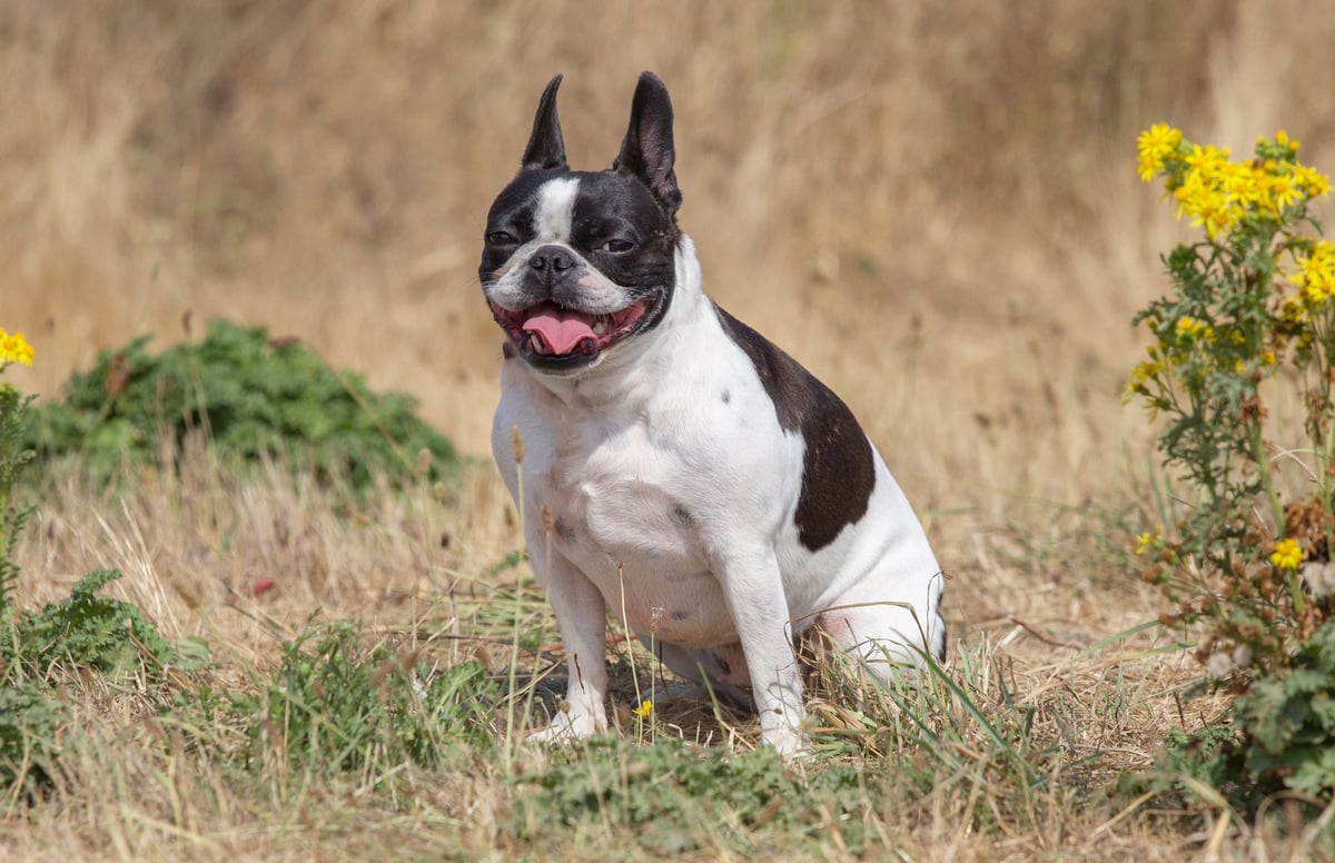 Explore the Non-sporting Dog | Zoetis Petcare