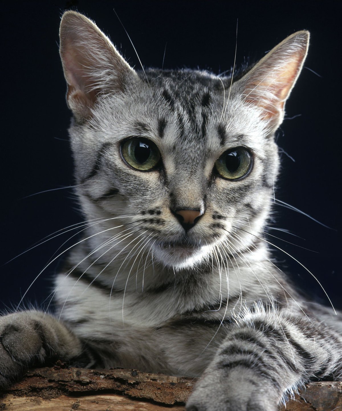 Explore the California Spangled | Zoetis Petcare