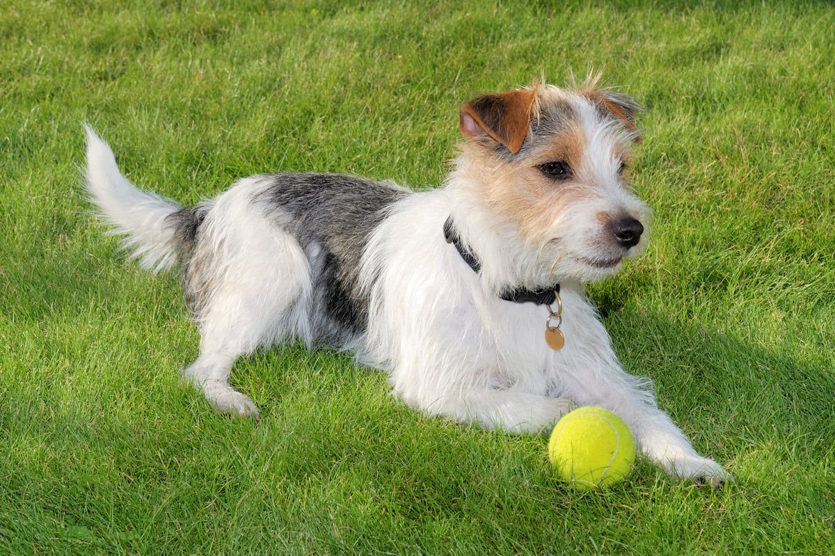 Explore the Terrier | Zoetis Petcare