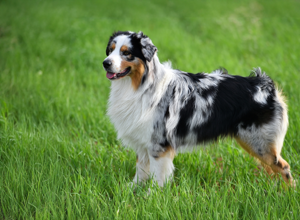 Explore the Australian Shepherd | Zoetis Petcare