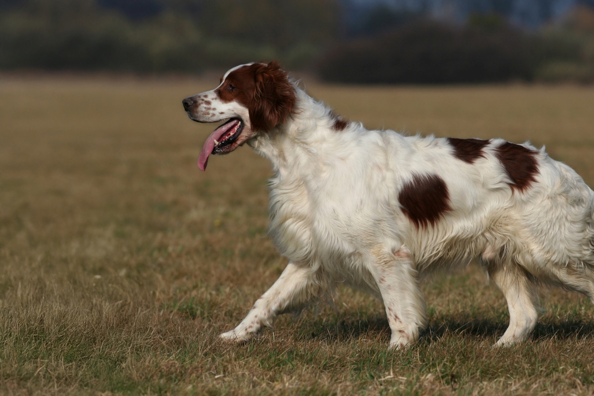 Explore the Irish Red and White Setter | Zoetis Petcare