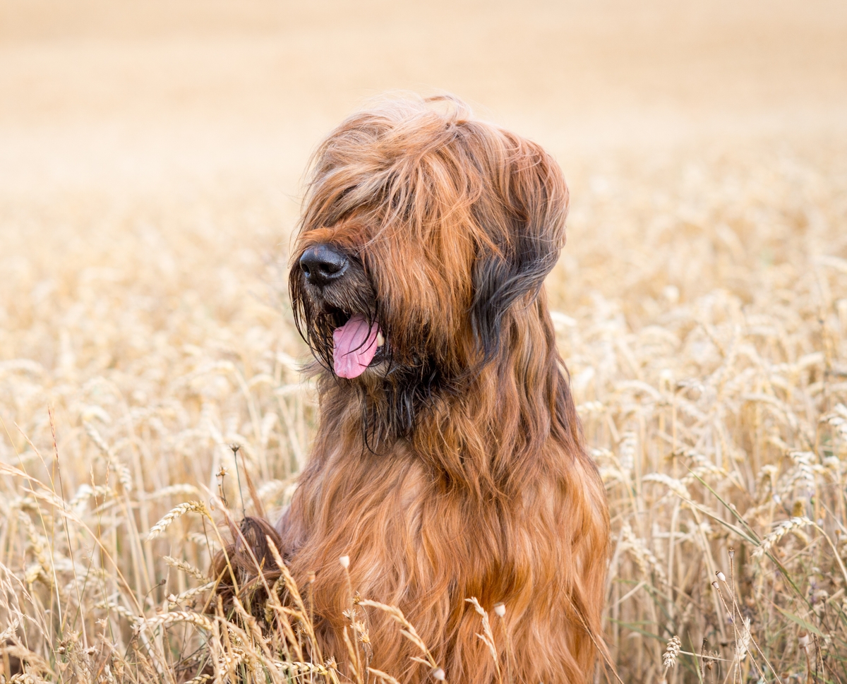 Explore the Briard | Zoetis Petcare