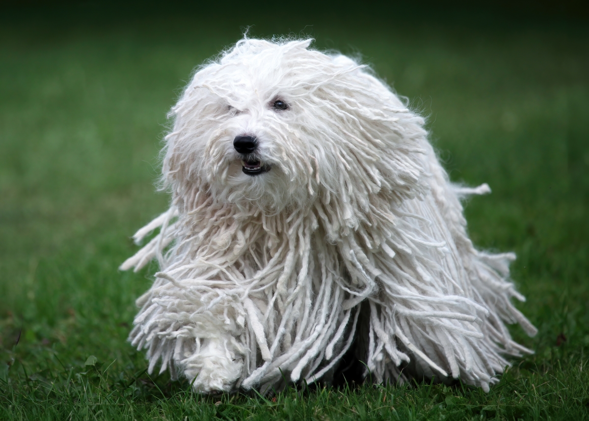 Explore the Hungarian Puli | Zoetis Petcare