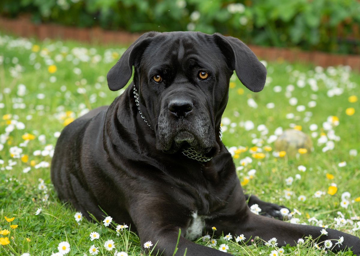 Explore the Mastiff | Zoetis Petcare