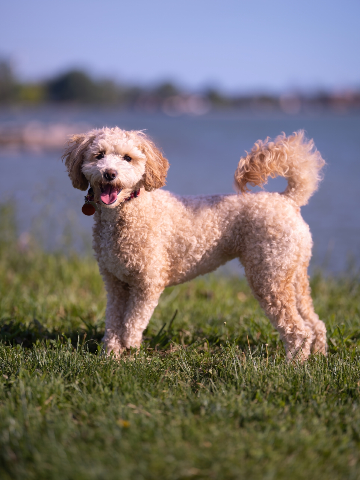 Explore the Poodle Mix | Zoetis Petcare
