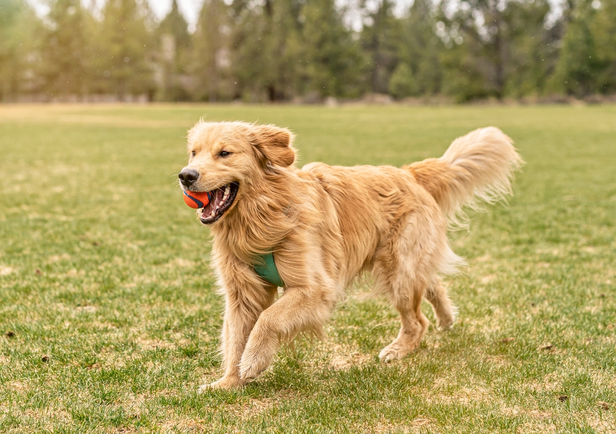 Explore the Golden Retriever | Zoetis Petcare