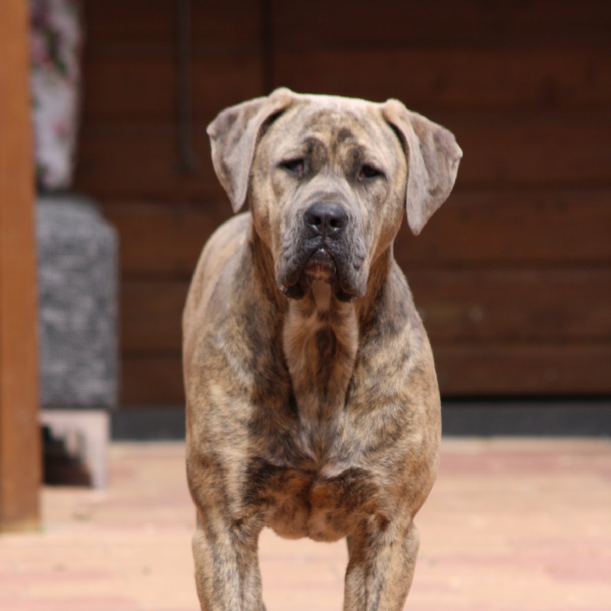 Explore the Bandog | Zoetis Petcare
