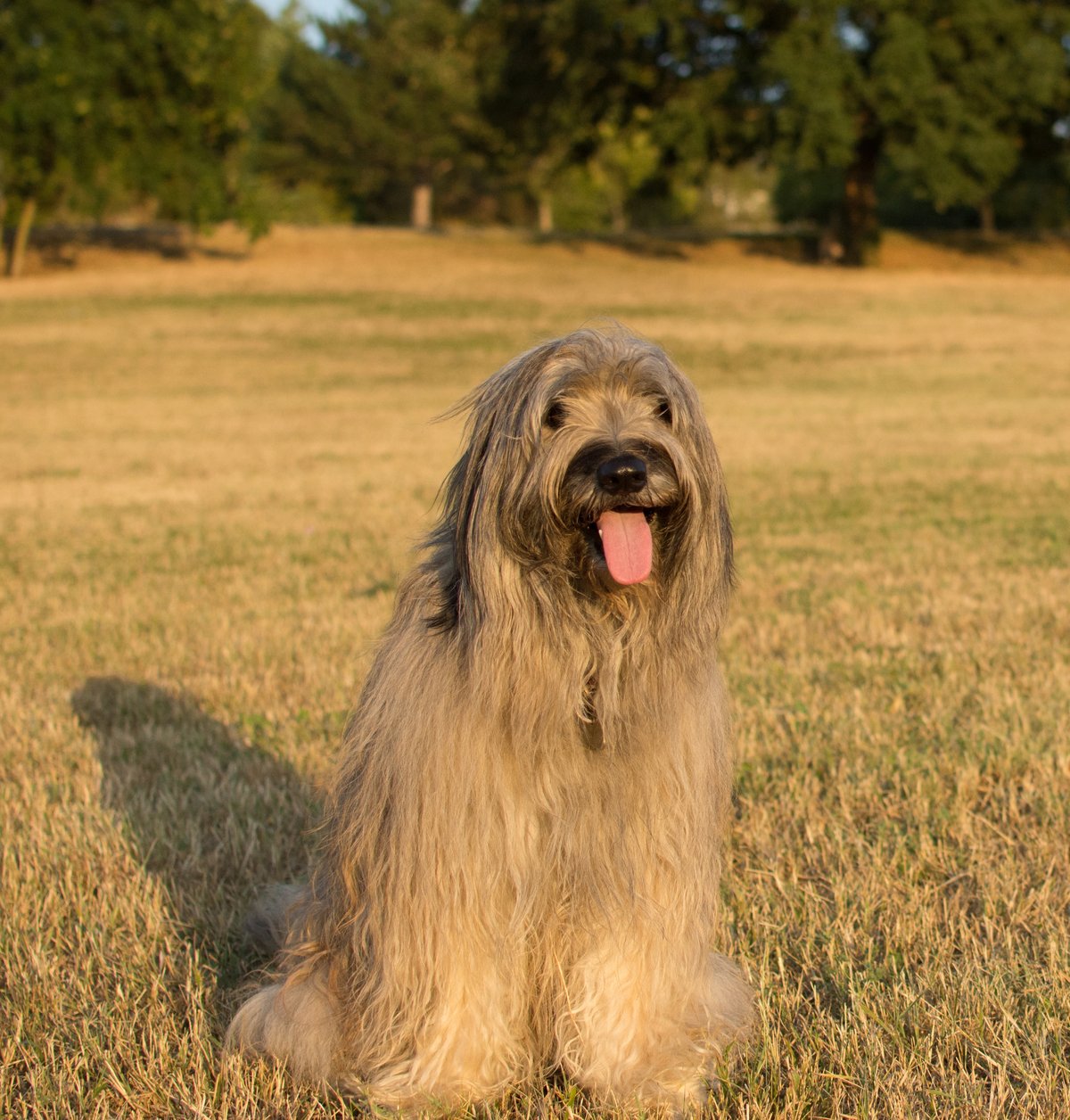 Explore the Catalan Sheepdog | Zoetis Petcare
