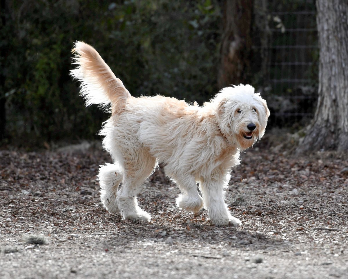 Explore the Large Sized Poodle Mix | Zoetis Petcare