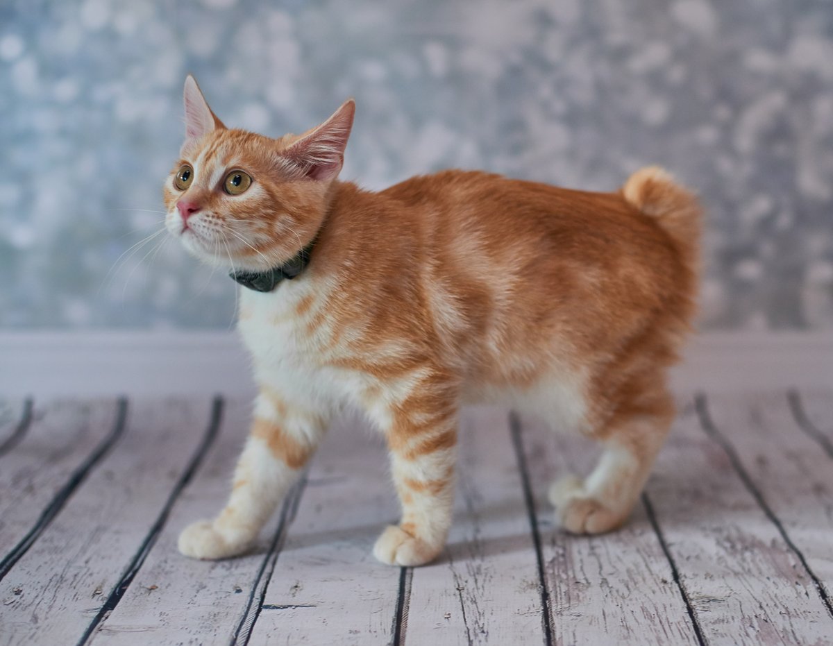 Explore the American Bobtail Short Hair | Zoetis Petcare