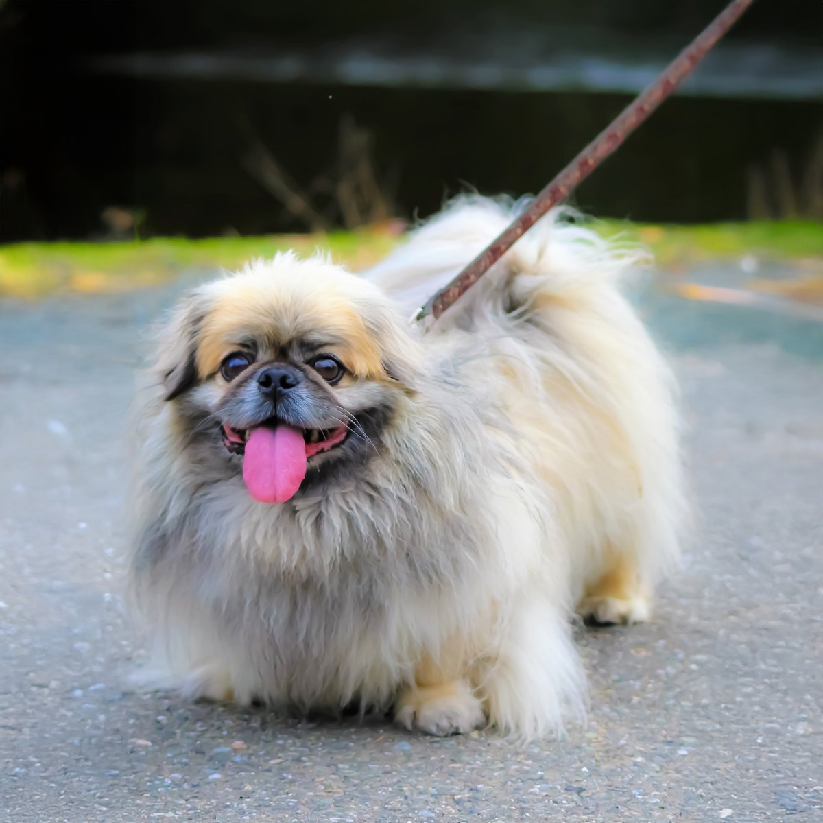 Explore the Pekingese | Zoetis Petcare