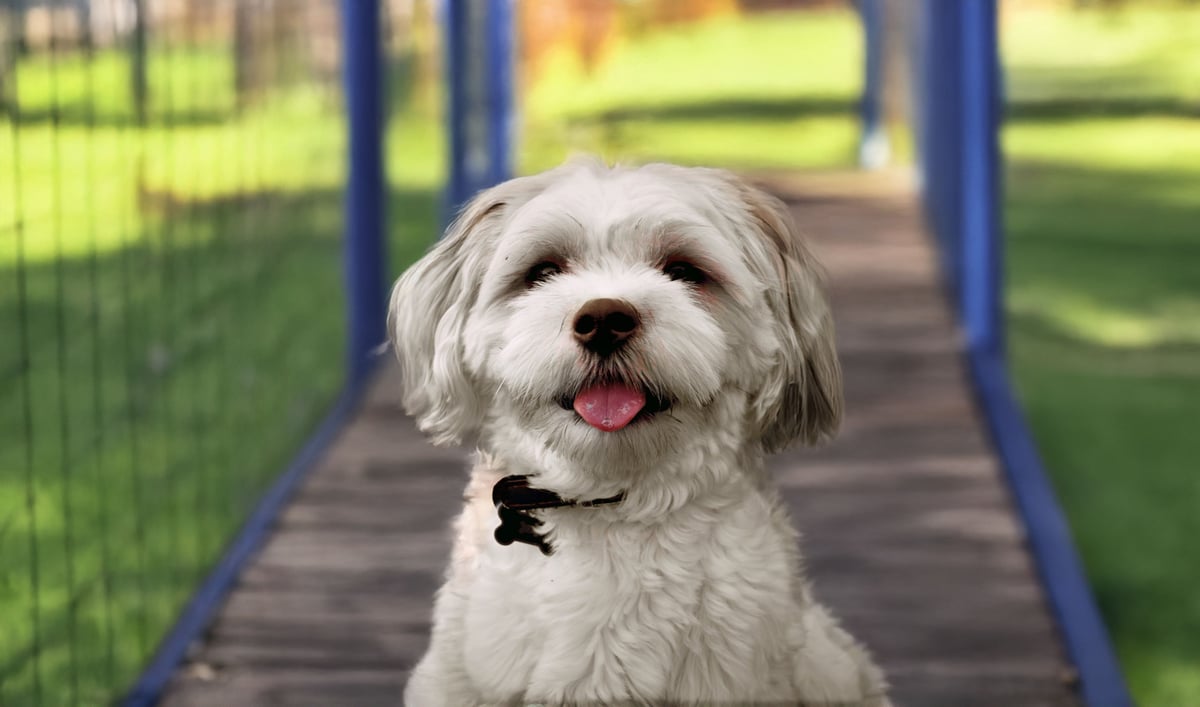 Explore the Mal-shi | Zoetis Petcare