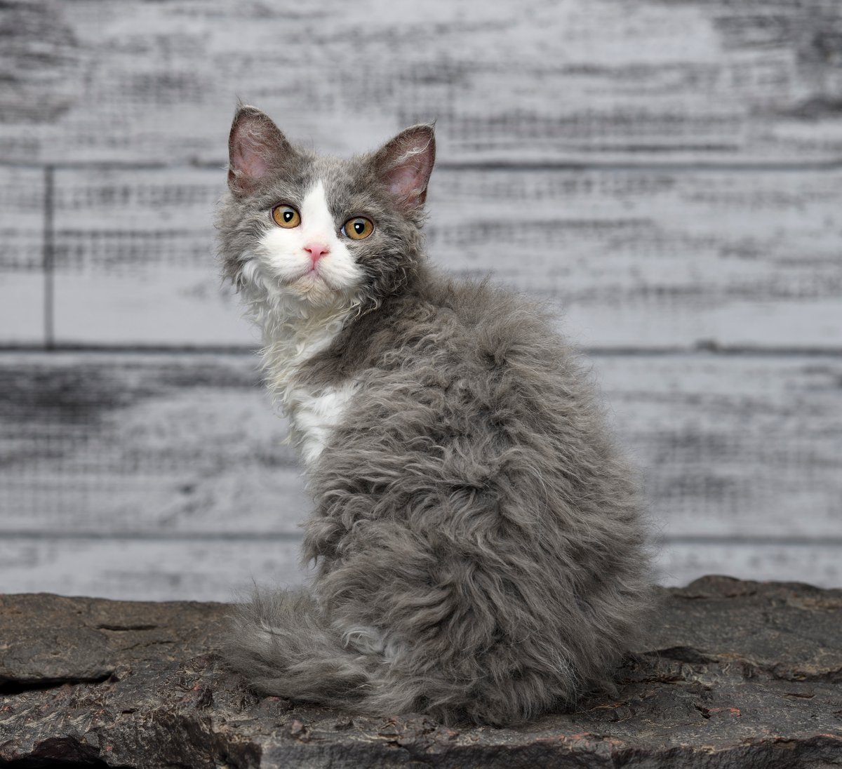 Explore the Selkirk Rex Long Hair | Zoetis Petcare