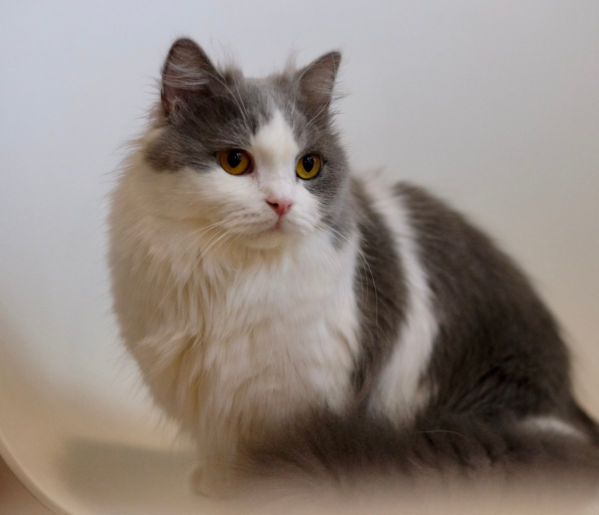 Explore the Minuet Long Hair | Zoetis Petcare