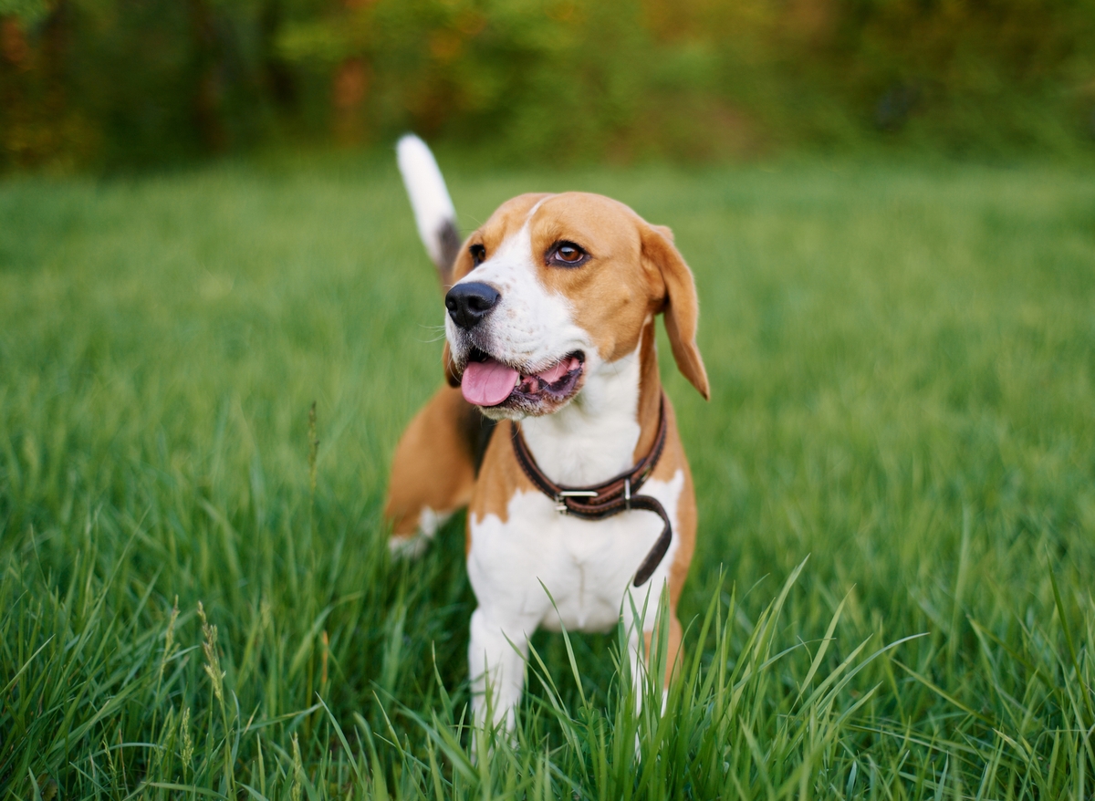 Explore the Beagle | Zoetis Petcare
