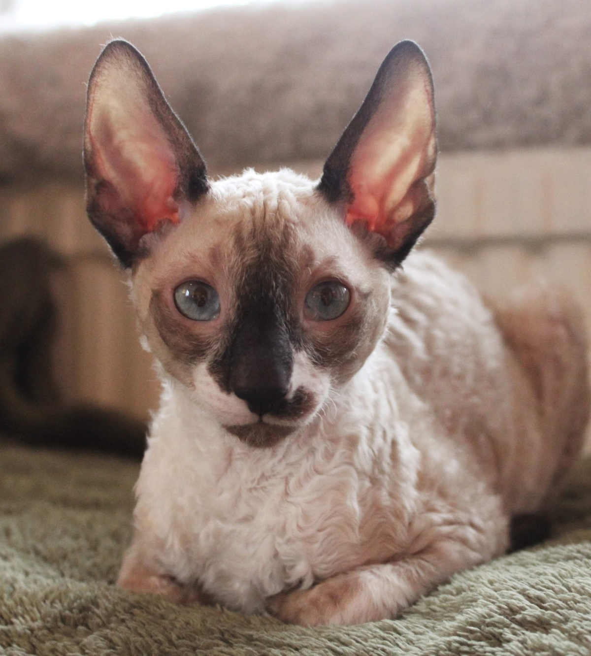 Explore the Cornish Rex | Zoetis Petcare