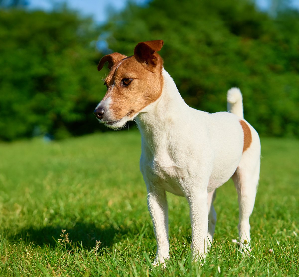 Explore the Jack Russell Terrier | Zoetis Petcare