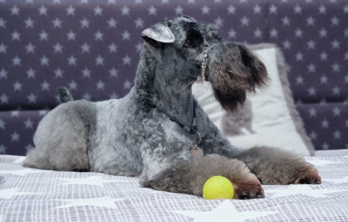 Explore the Kerry Blue Terrier | Zoetis Petcare