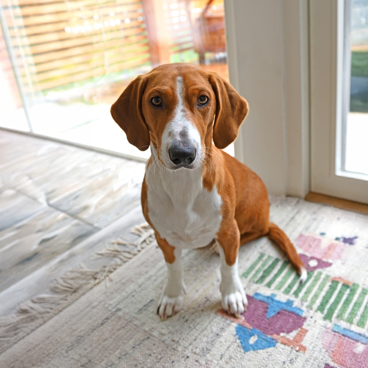 Explore the Finnish Hound | Zoetis Petcare