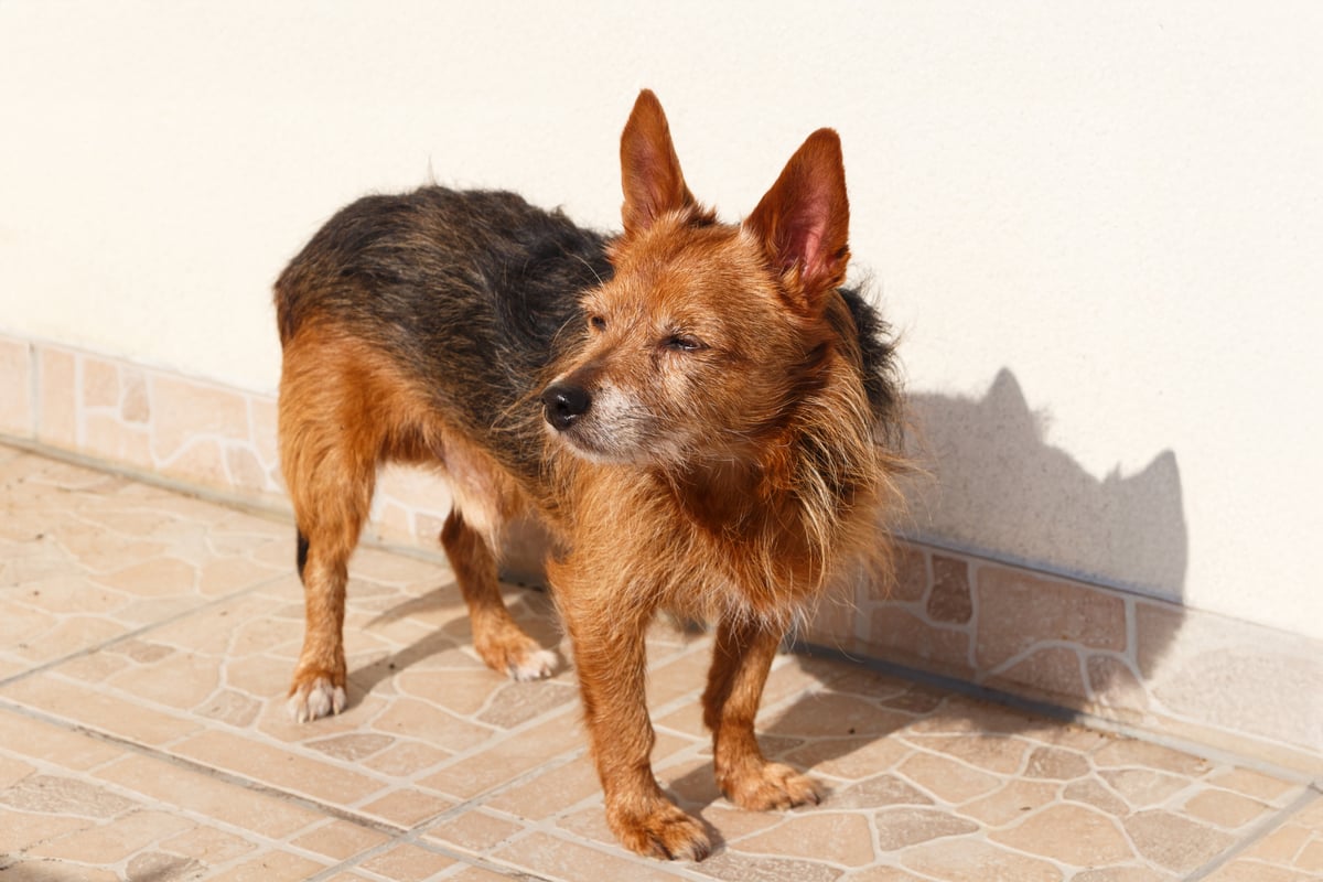 Explore the Yorkie Mix | Zoetis Petcare