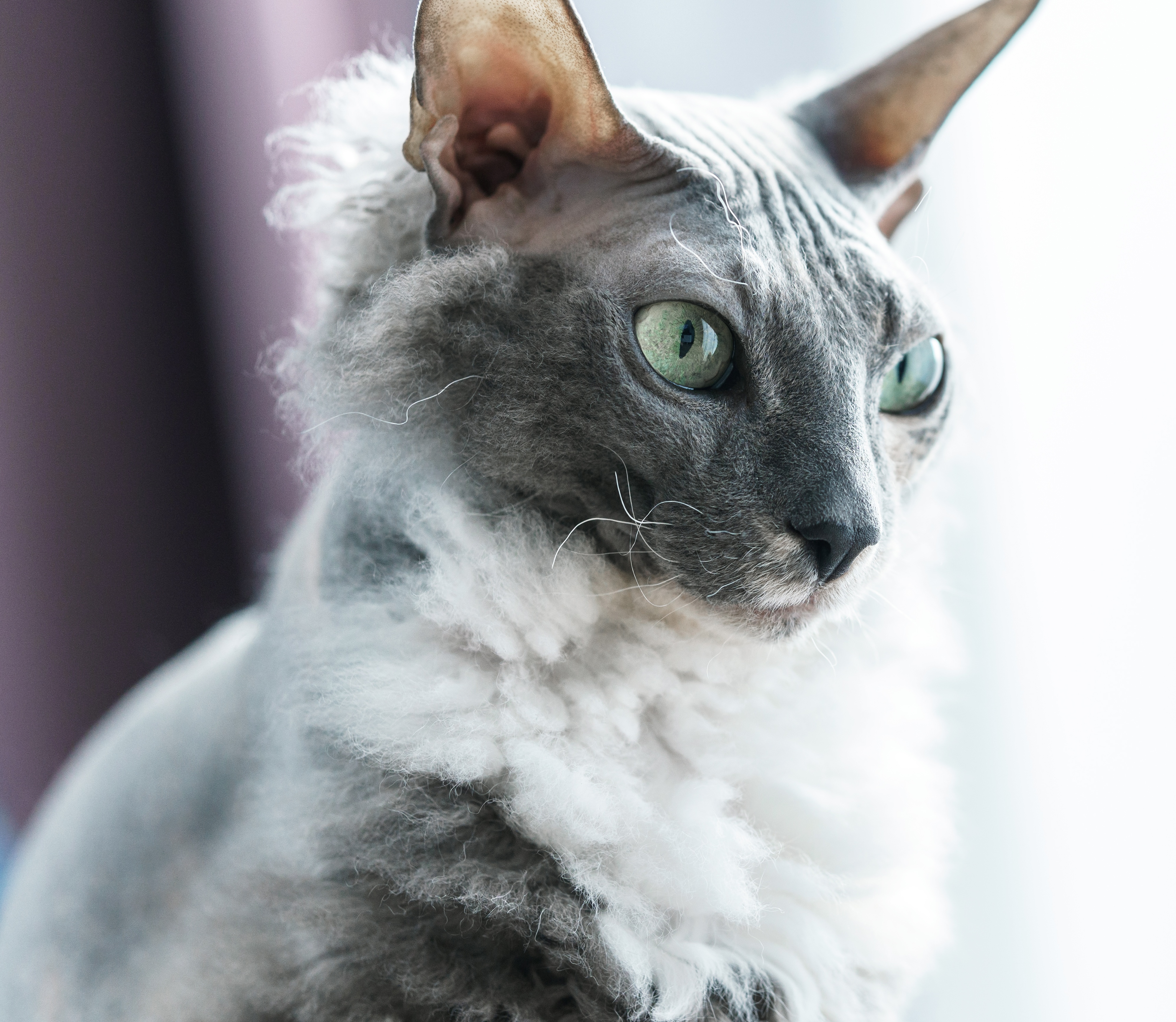 Explore the Donskoy | Zoetis Petcare