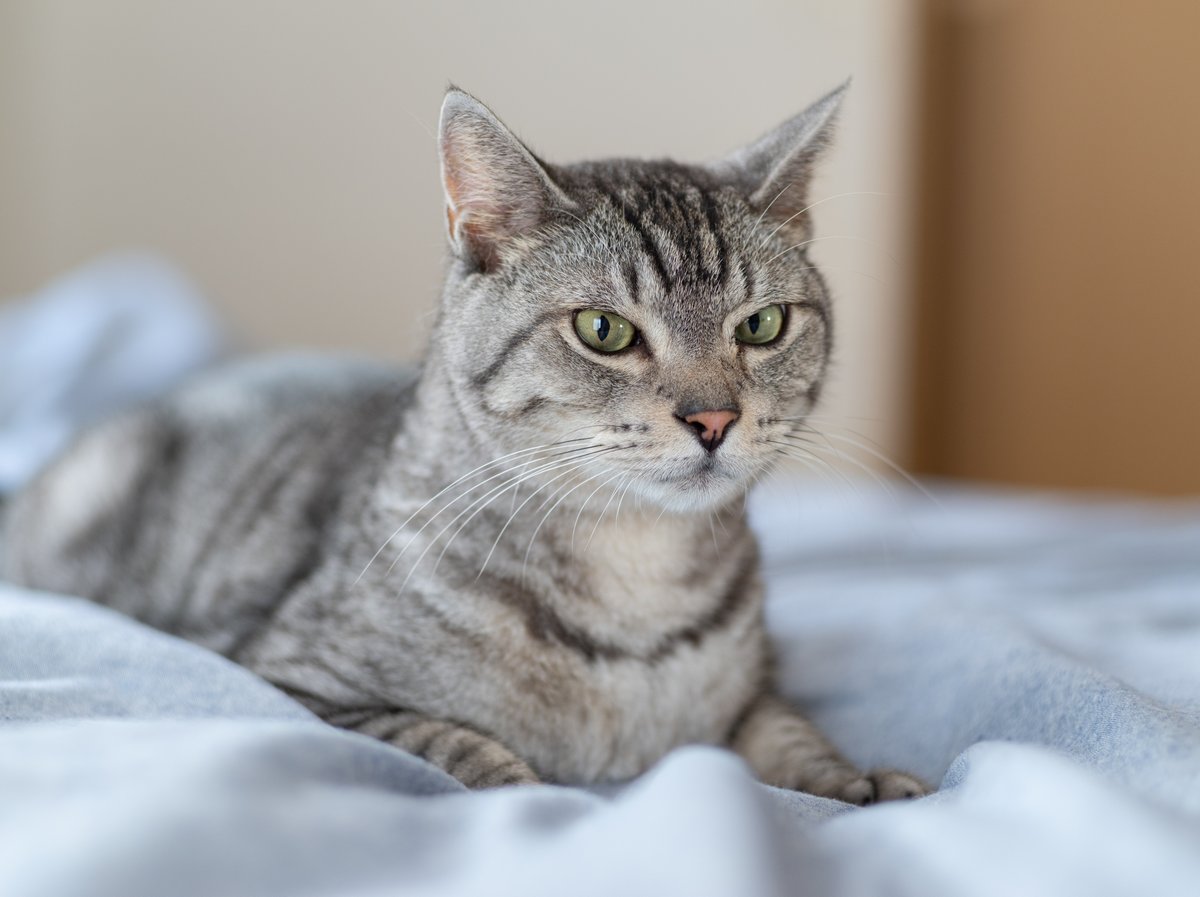 Explore the Australian Mist | Zoetis Petcare