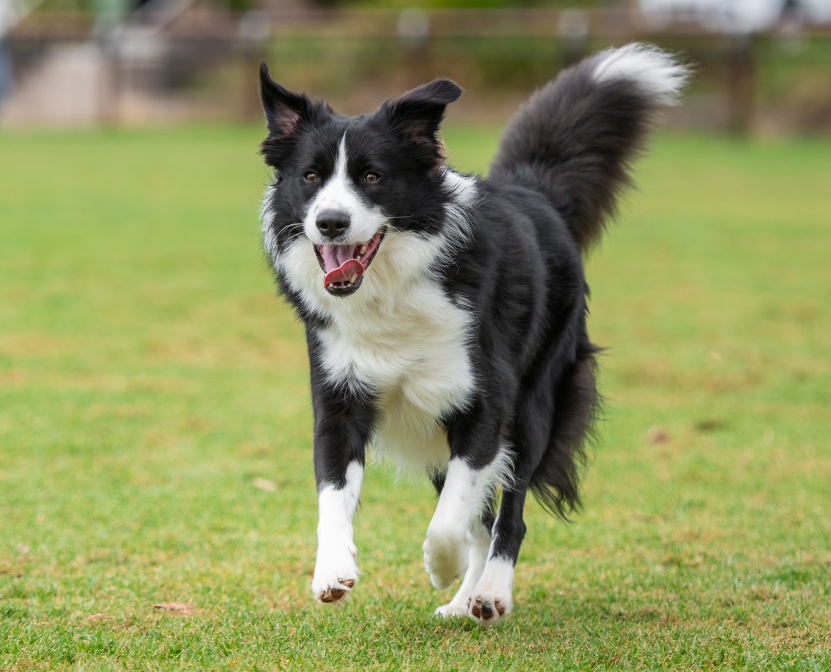 Explore the Border Collie | Zoetis Petcare