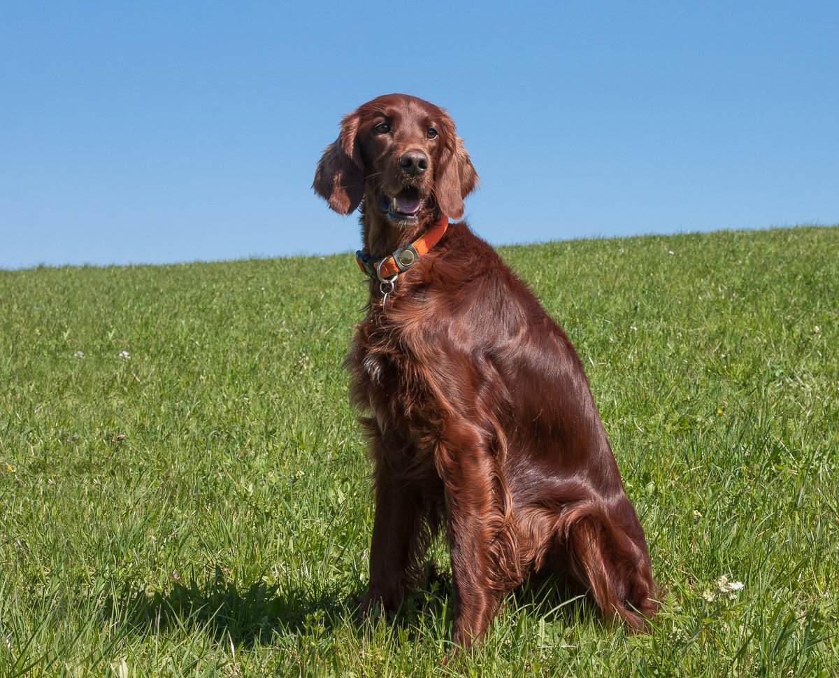 Explore the Irish Setter | Zoetis Petcare