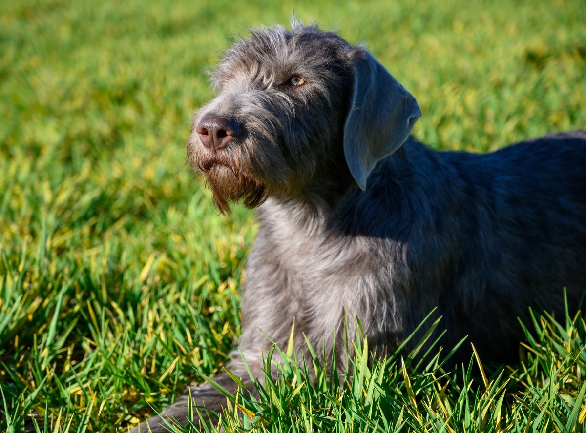 Explore the Slovakian Rough Haired Pointer | Zoetis Petcare