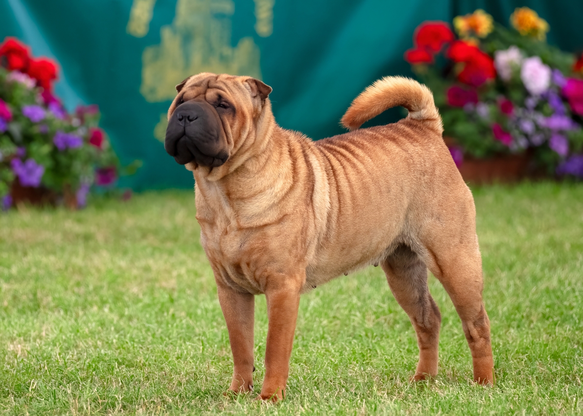 Explore the Chinese Shar-Pei | Zoetis Petcare