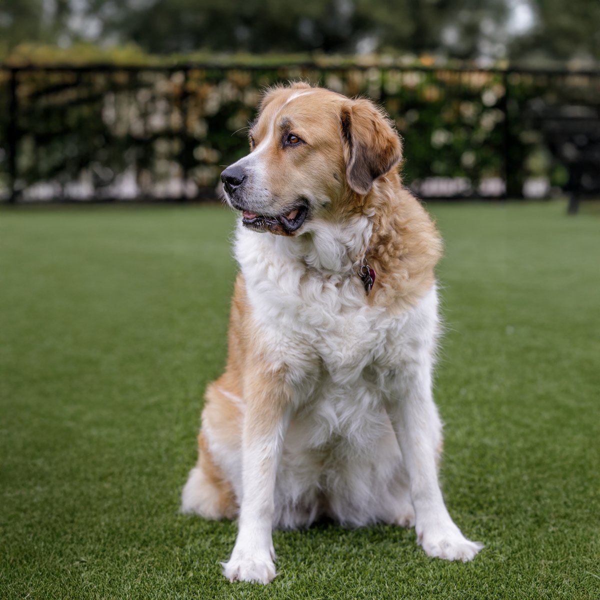 Explore the Other Giant Sized Dog | Zoetis Petcare