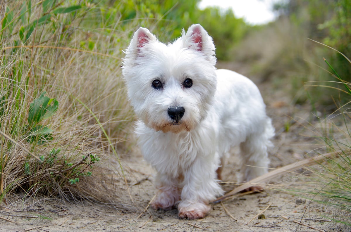 Explore the West Highland White Terrier | Zoetis Petcare