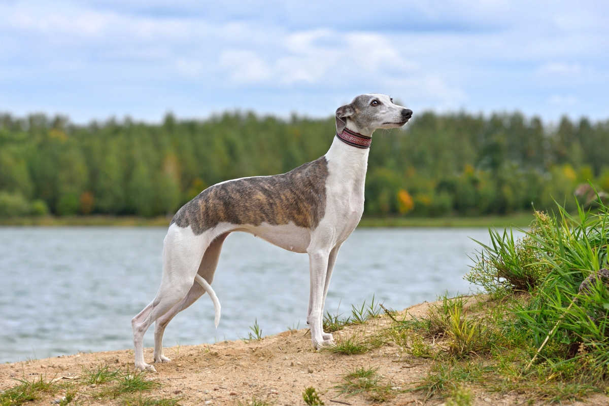 Explore the Whippet | Zoetis Petcare