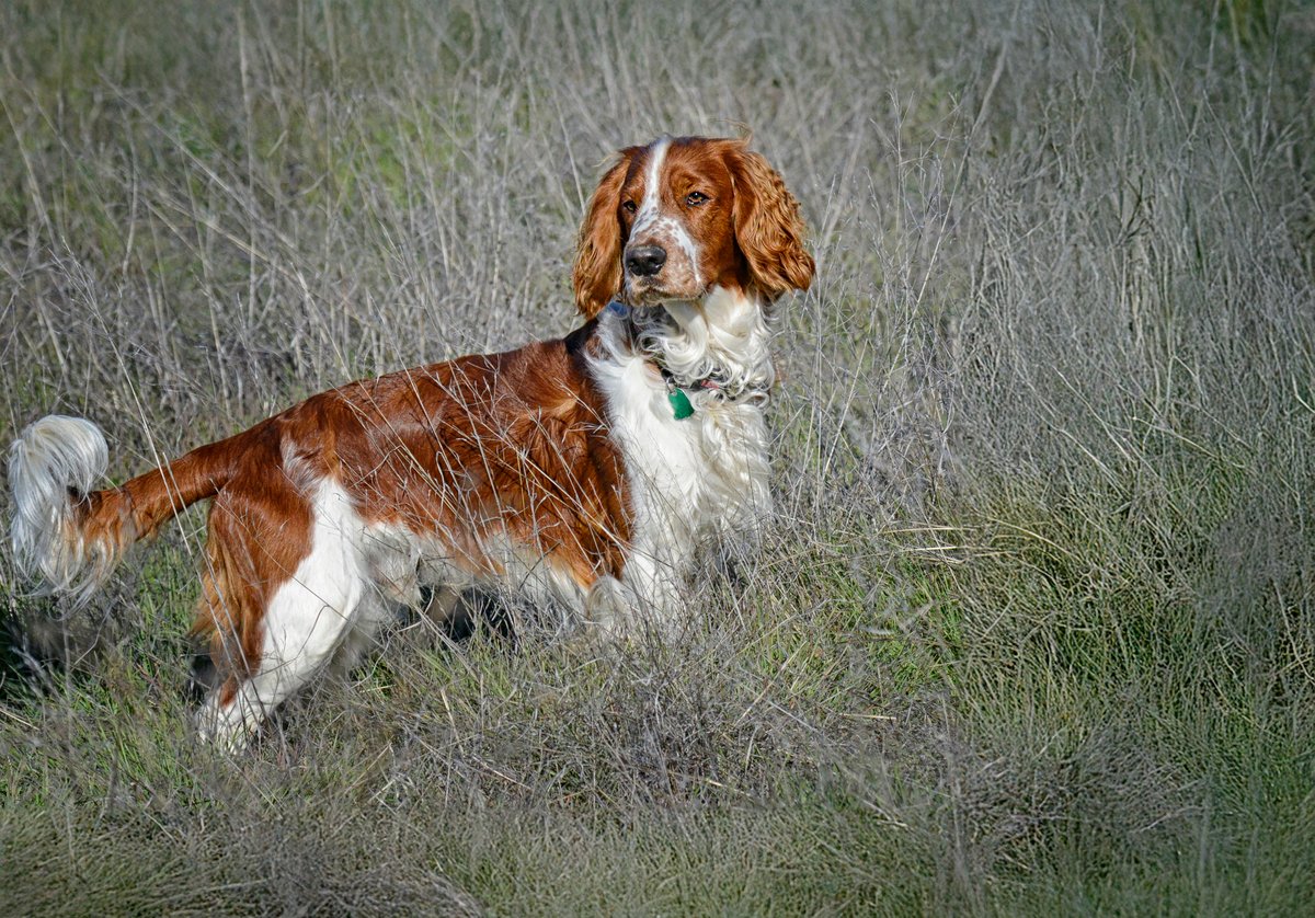 Explore the Welsh Springer Spaniel | Zoetis Petcare