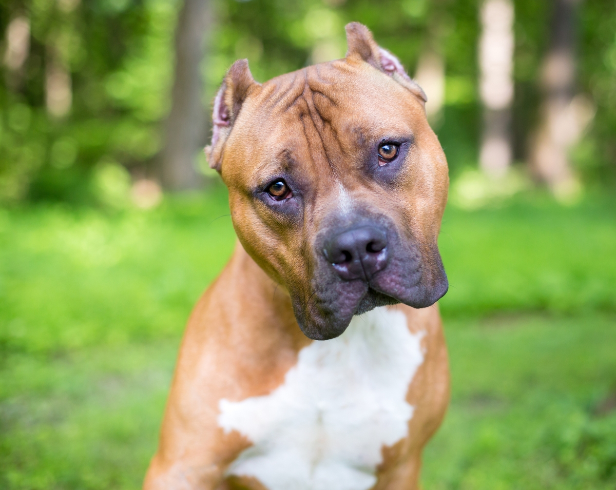 Explore the Mastiff Mix | Zoetis Petcare