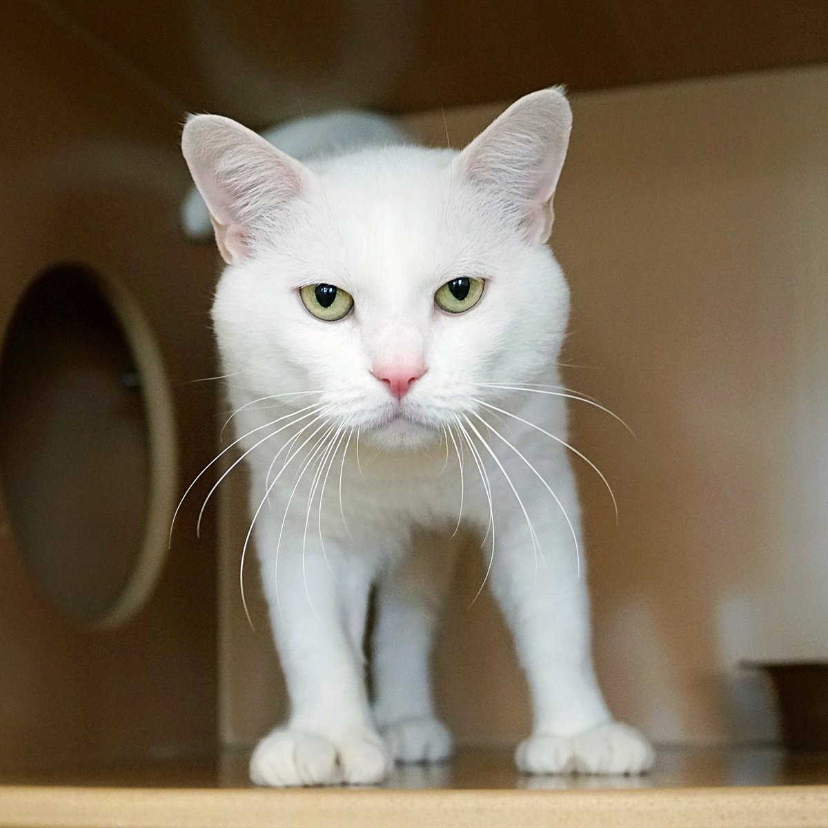 Explore the American Polydactyl | Zoetis Petcare